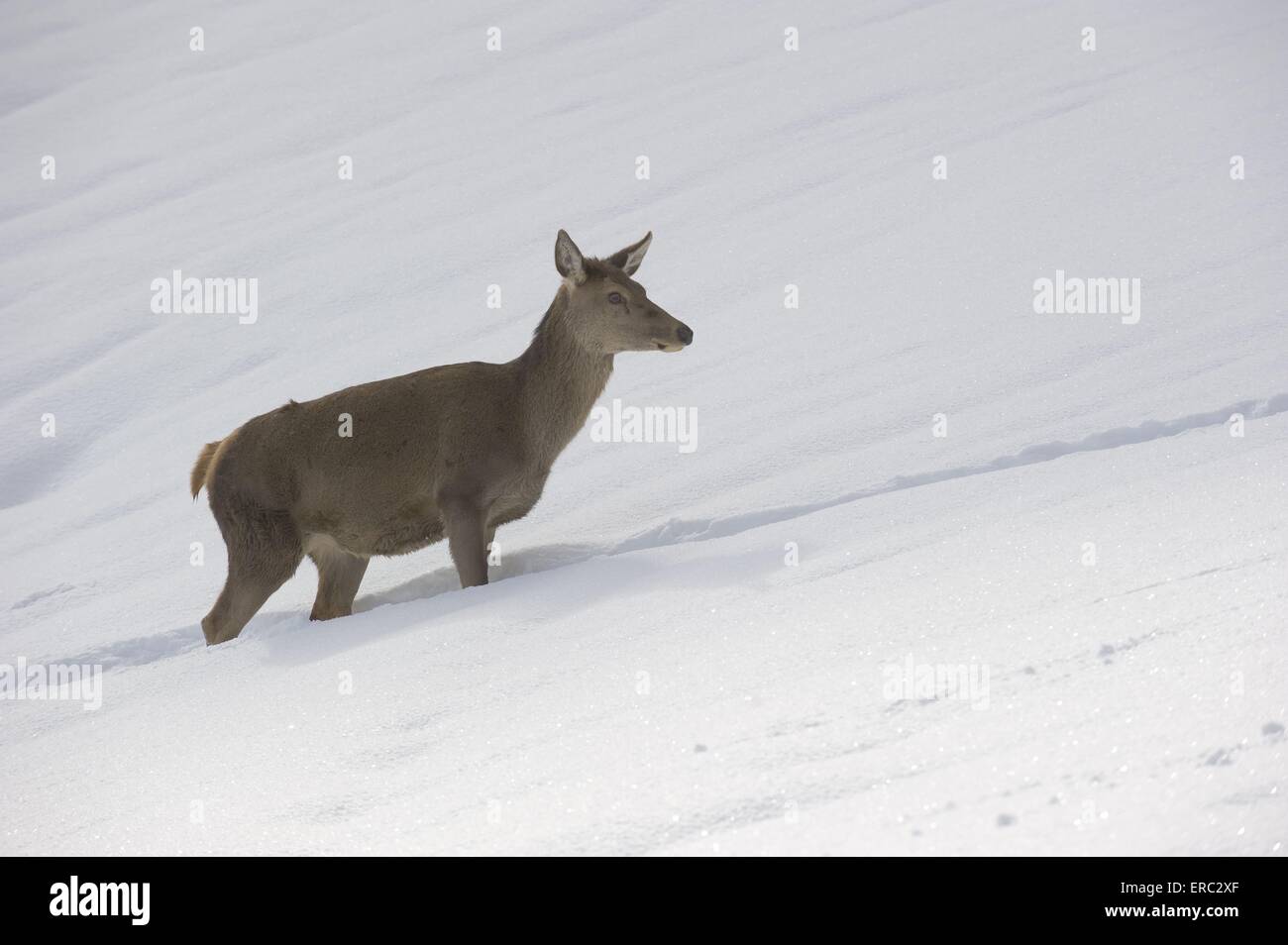 Red deer side view hi-res stock photography and images - Alamy