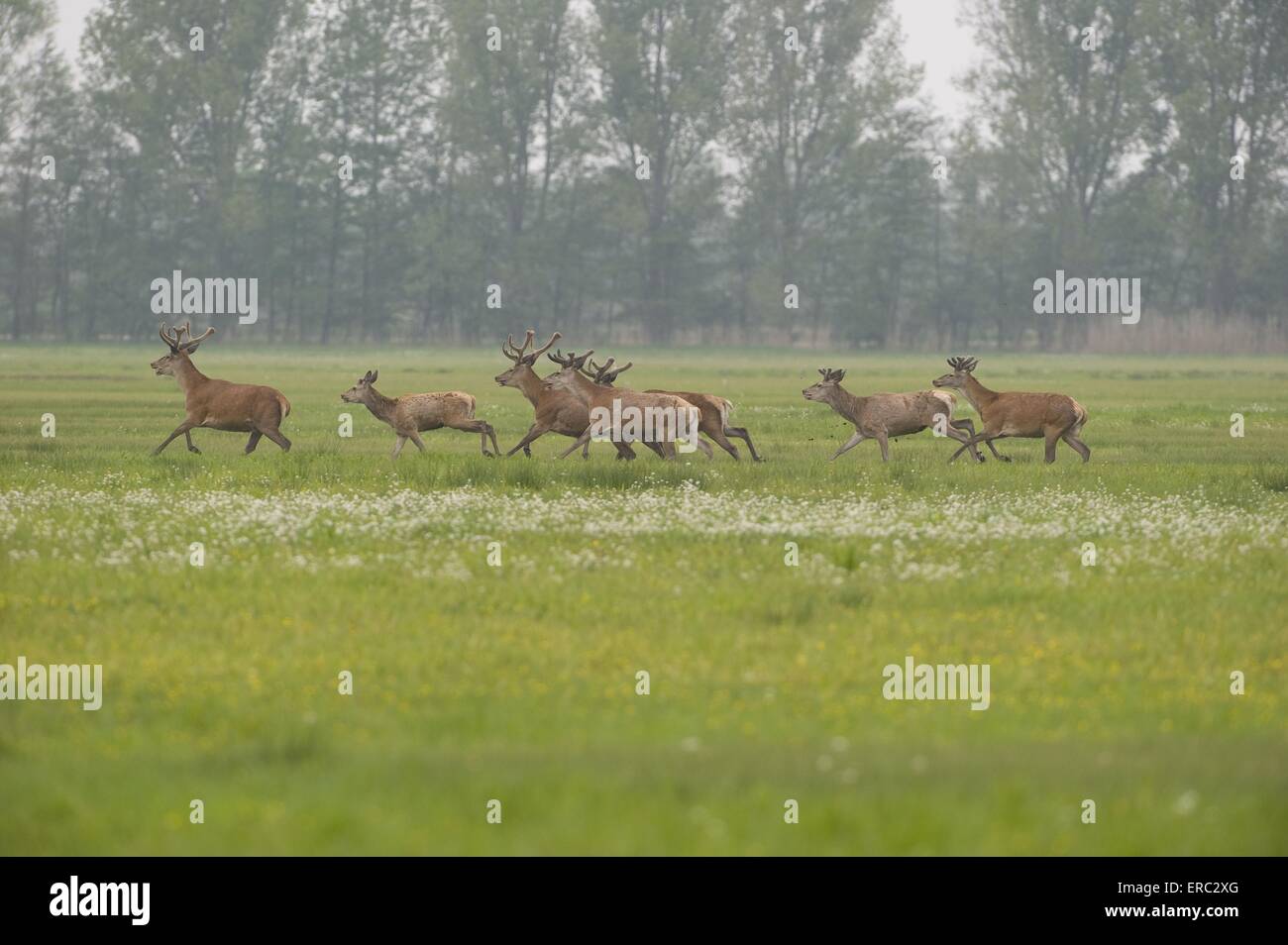 Galloping deer hi-res stock photography and images - Alamy