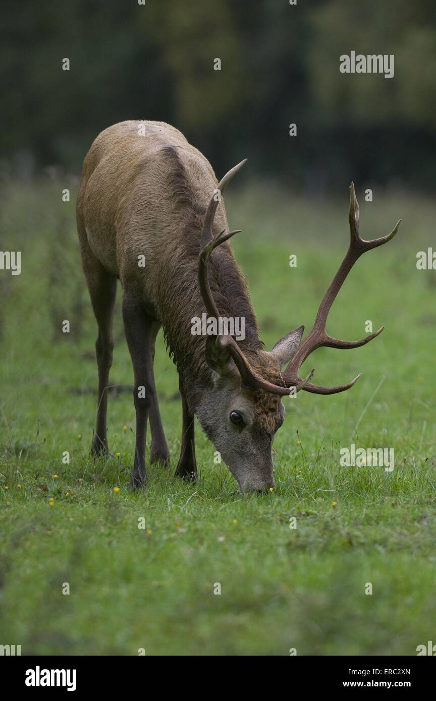 Deer browse hi-res stock photography and images - Alamy