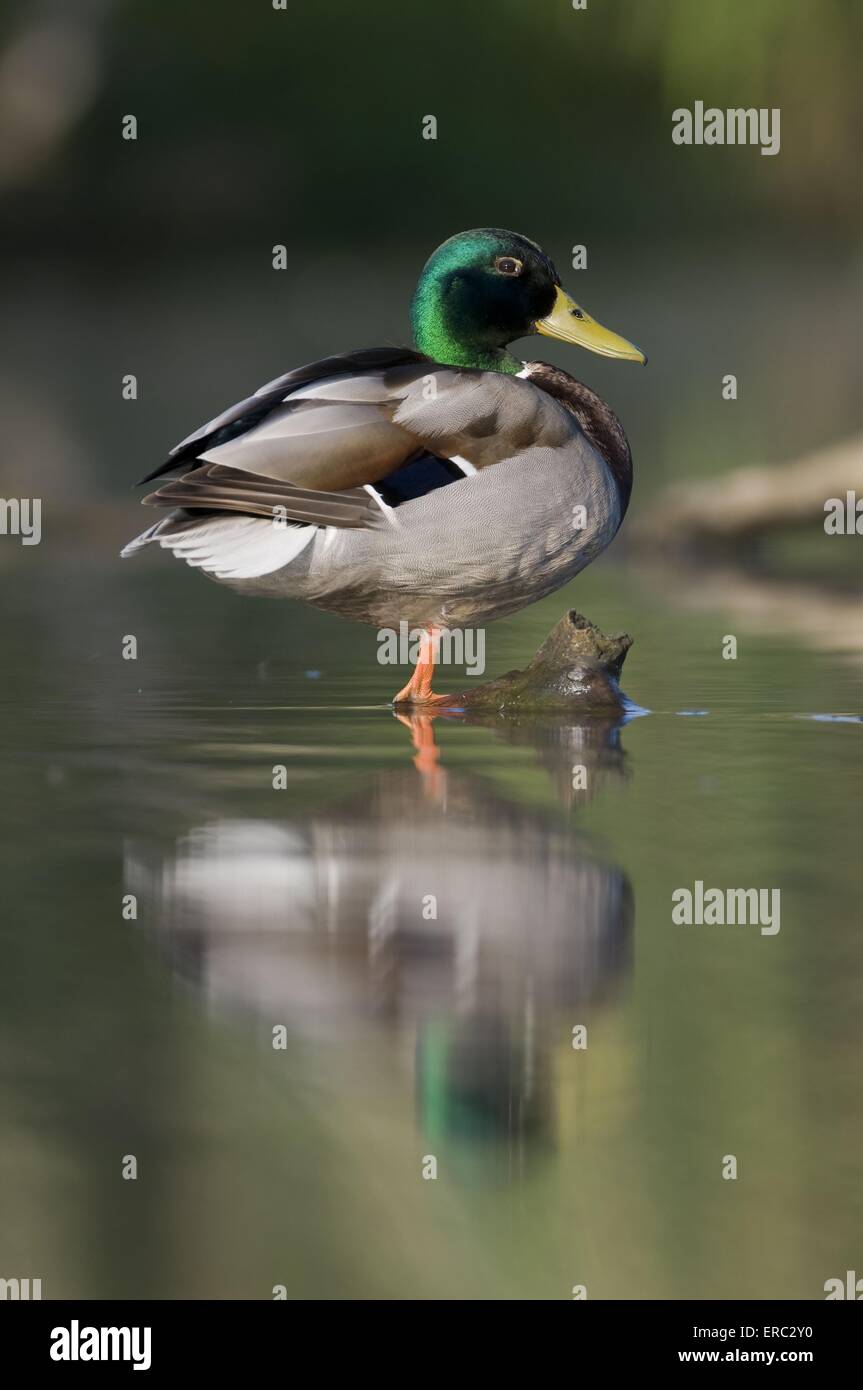 Size as a mallard hi-res stock photography and images - Alamy