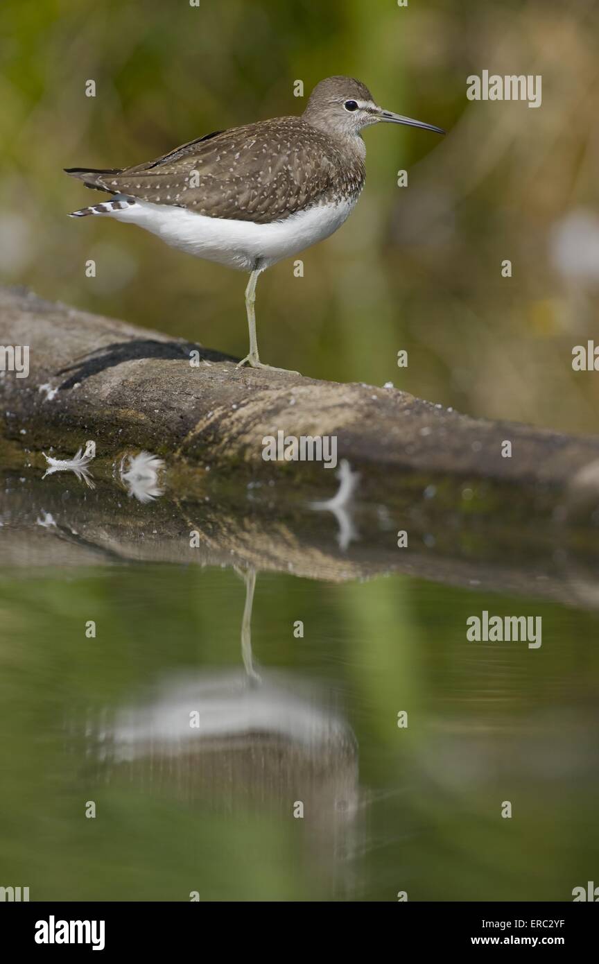 Solo sandpiper hi-res stock photography and images - Alamy