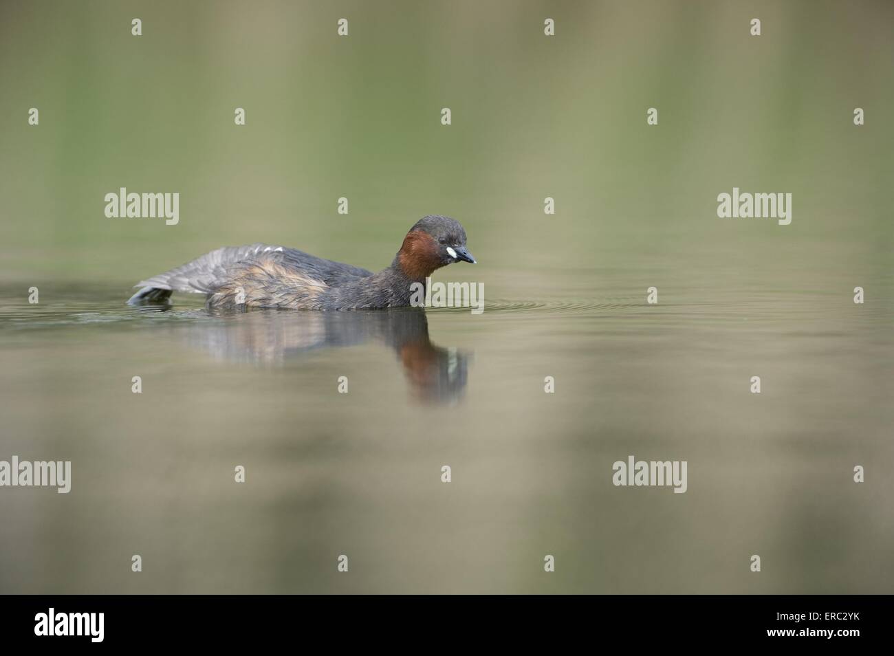 Dabchick hi-res stock photography and images - Alamy