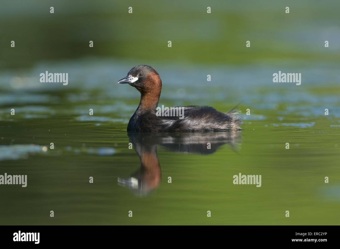 Dabchick hi-res stock photography and images - Alamy