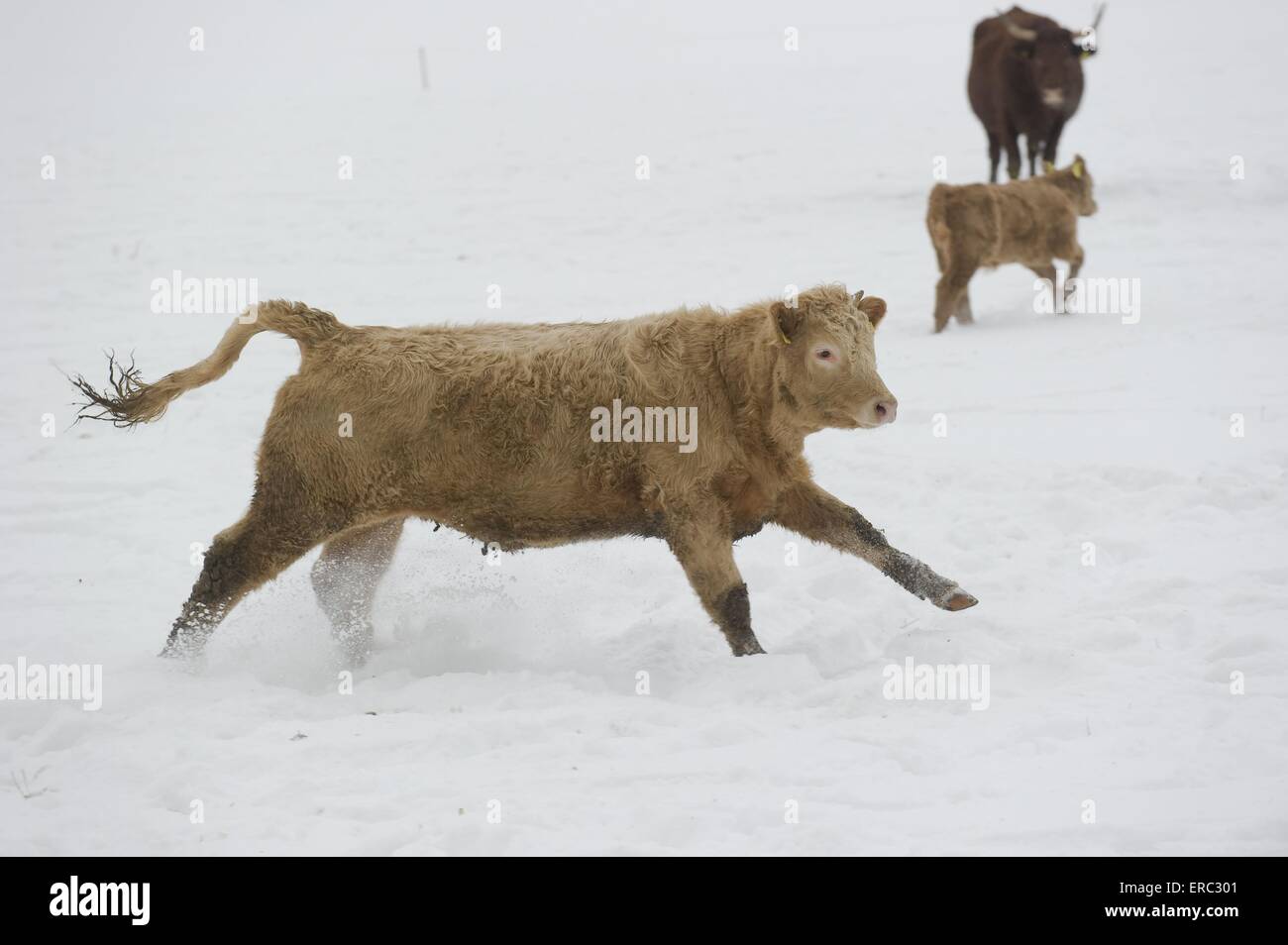 Young cattles hi-res stock photography and images - Alamy