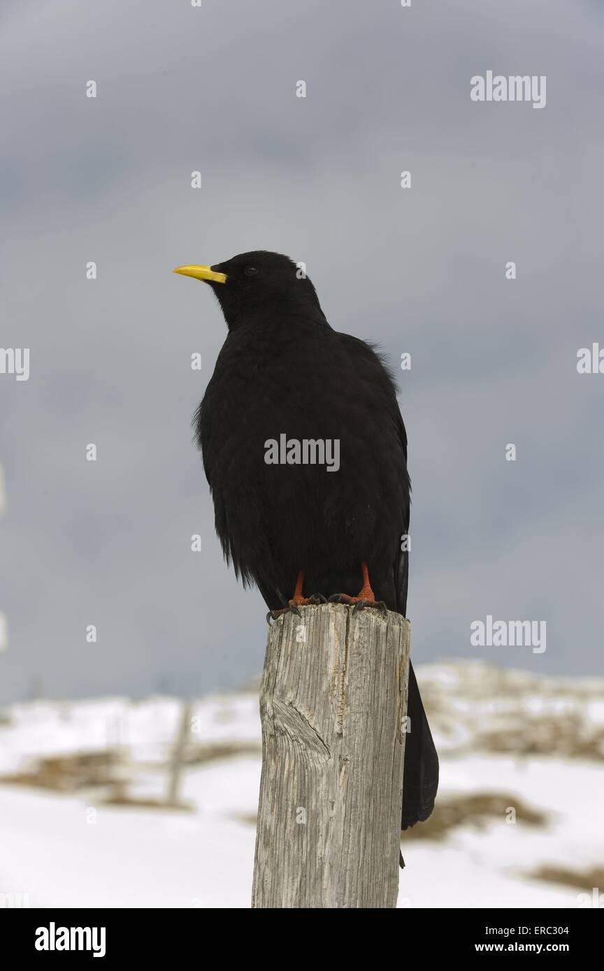 Alpine chough hi-res stock photography and images - Alamy