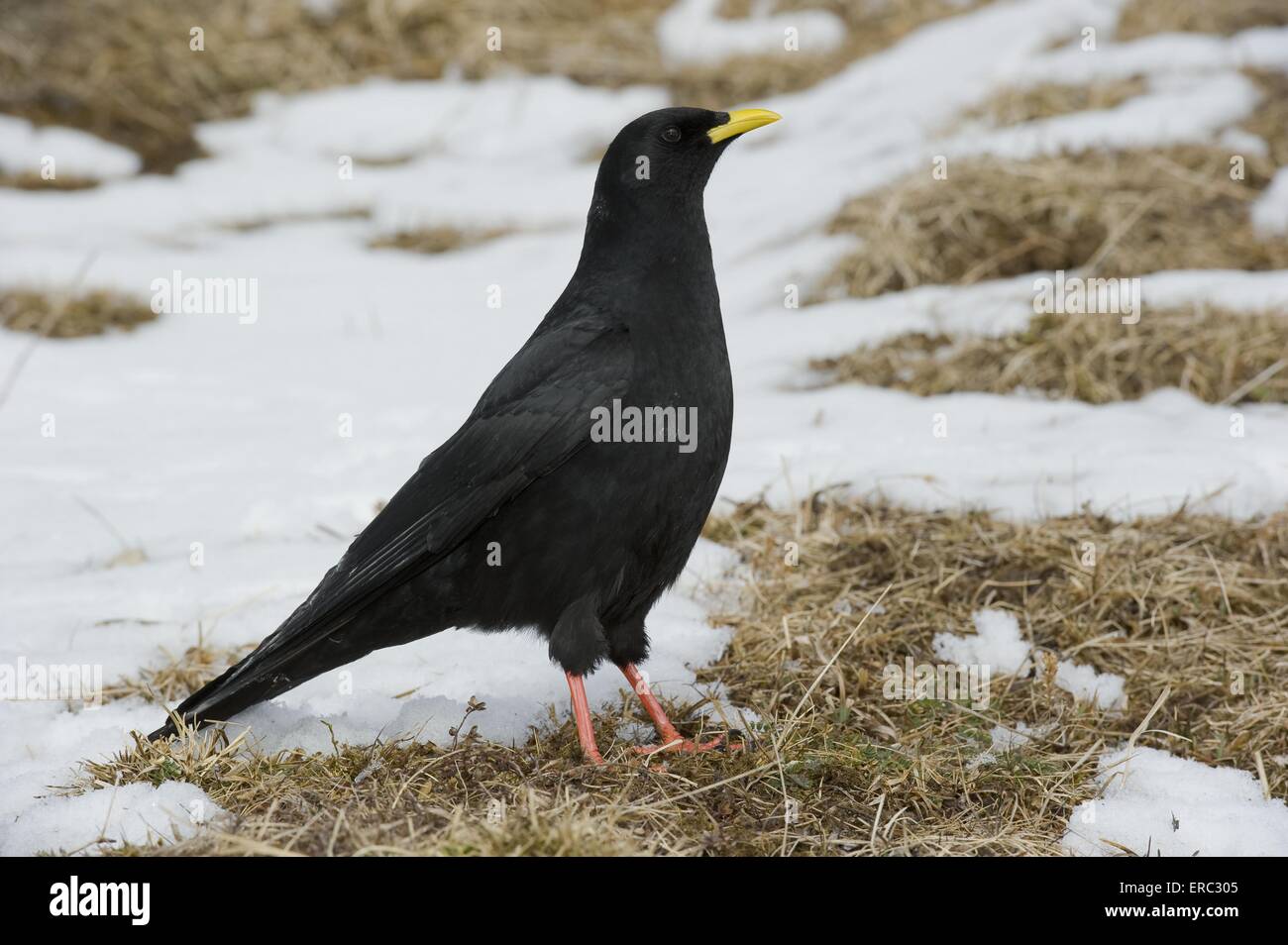 Alpine chough hi-res stock photography and images - Alamy