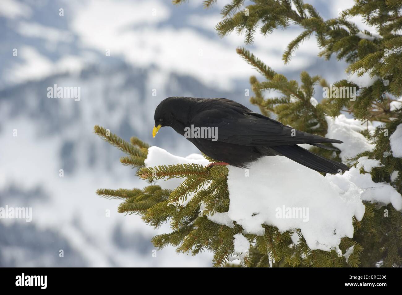 Alpine chough hi-res stock photography and images - Alamy