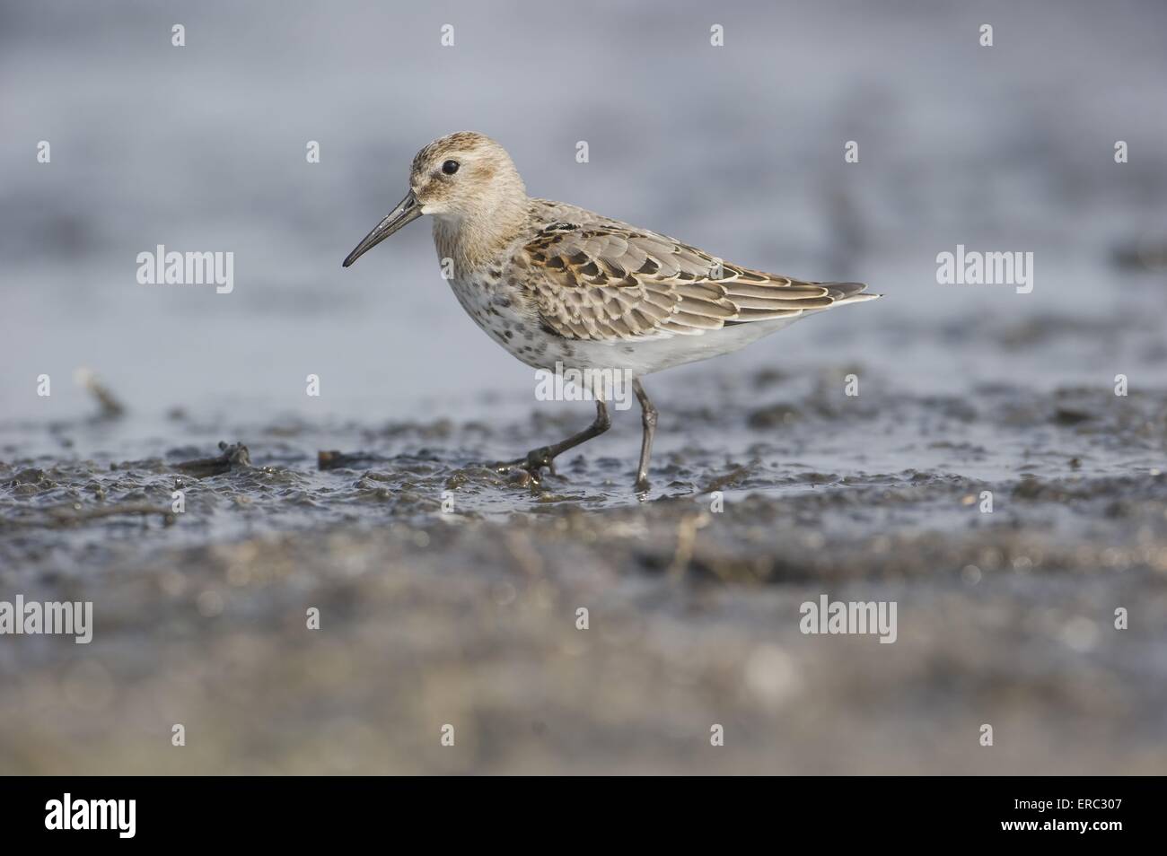 Dunlin A High Resolution Stock Photography and Images - Alamy