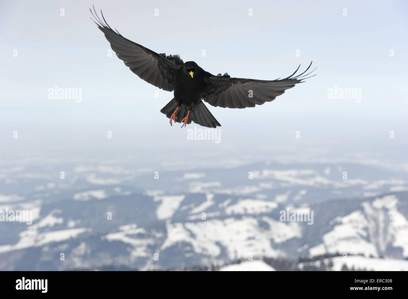 Alpine chough flying hi-res stock photography and images - Alamy