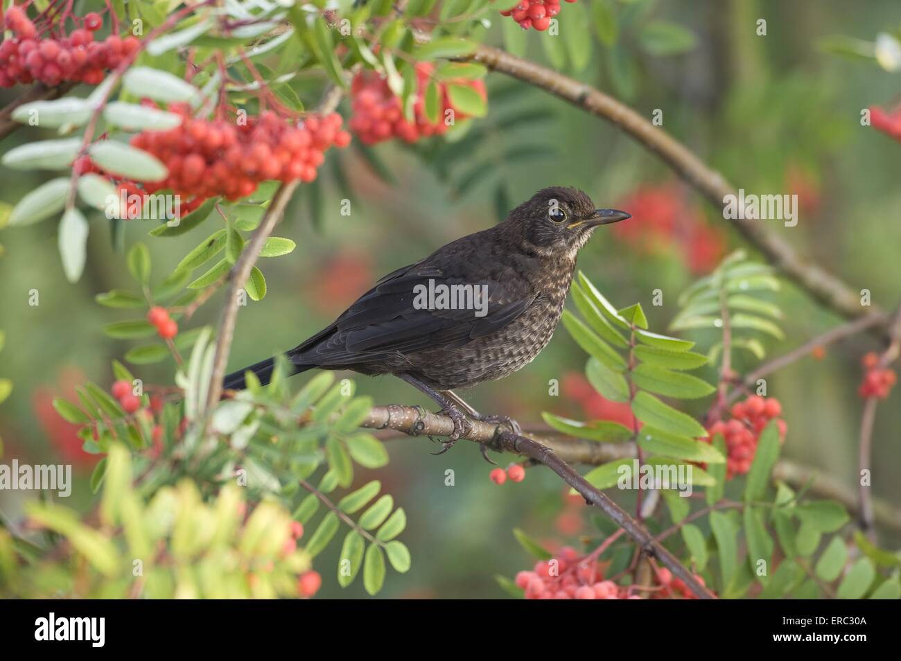 Common Blackbird High Resolution Stock Photography and Images - Alamy