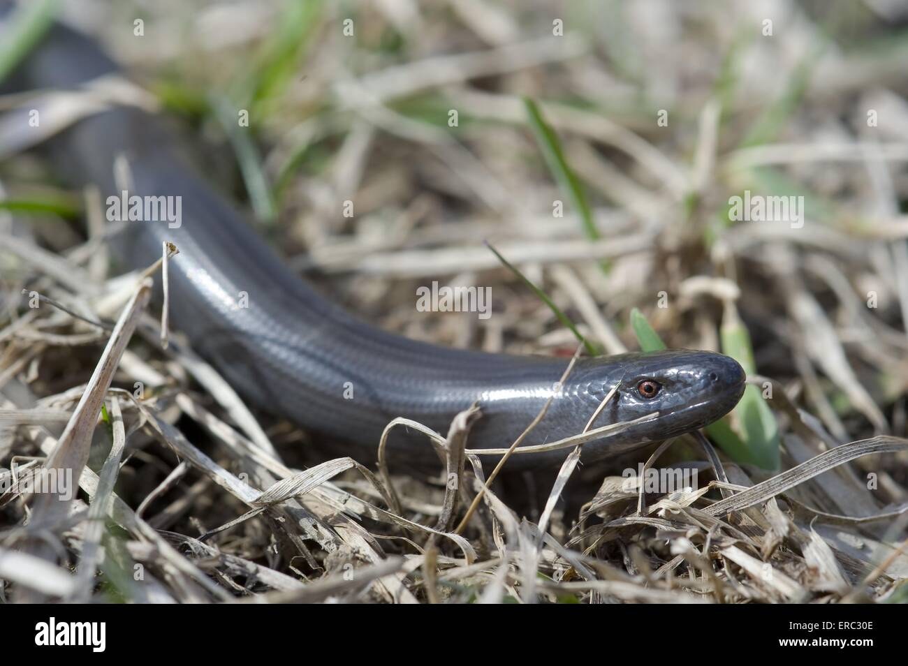 Blind snakes hi-res stock photography and images - Alamy