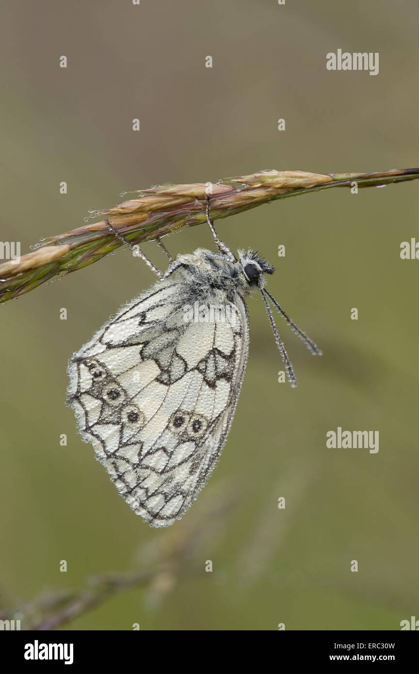 marbled white butterfly Stock Photo - Alamy