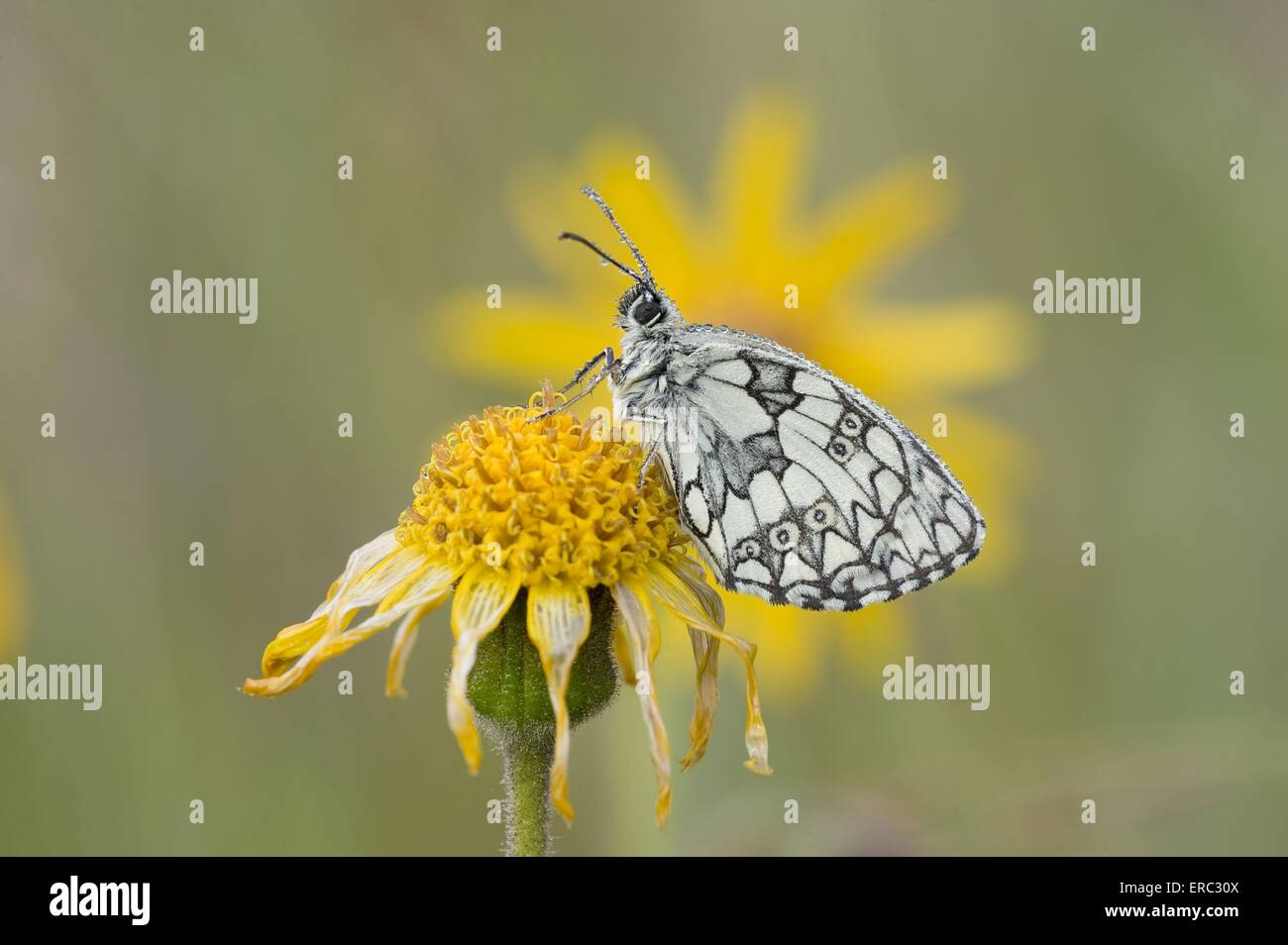 marbled white butterfly Stock Photo - Alamy