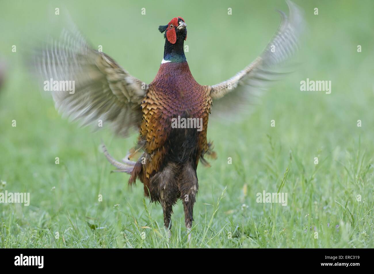 Pheasant wing hi-res stock photography and images - Alamy