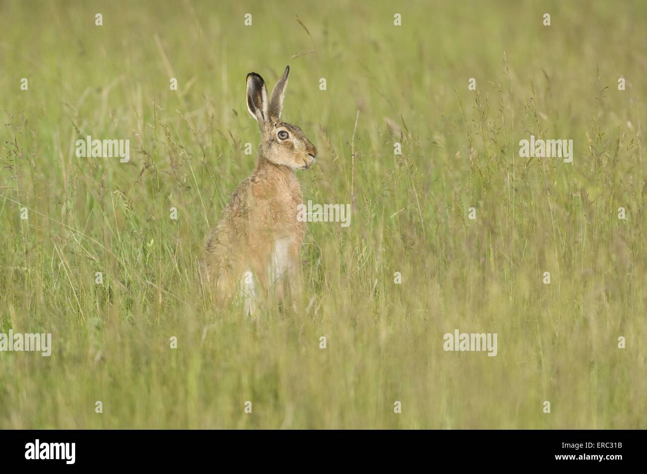 Sunny hare hi-res stock photography and images - Alamy