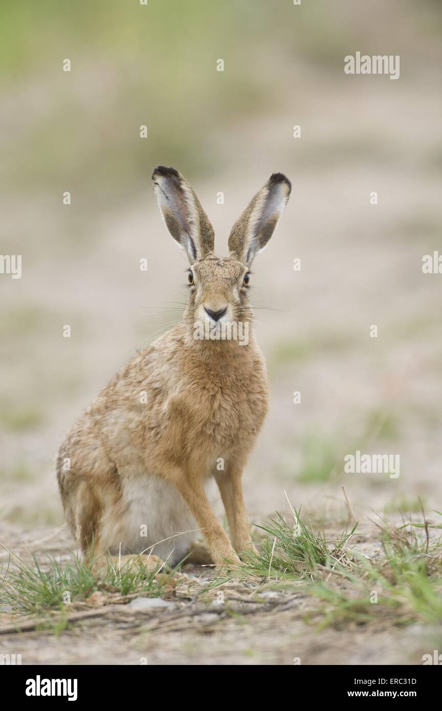 Hare side view hi-res stock photography and images - Alamy