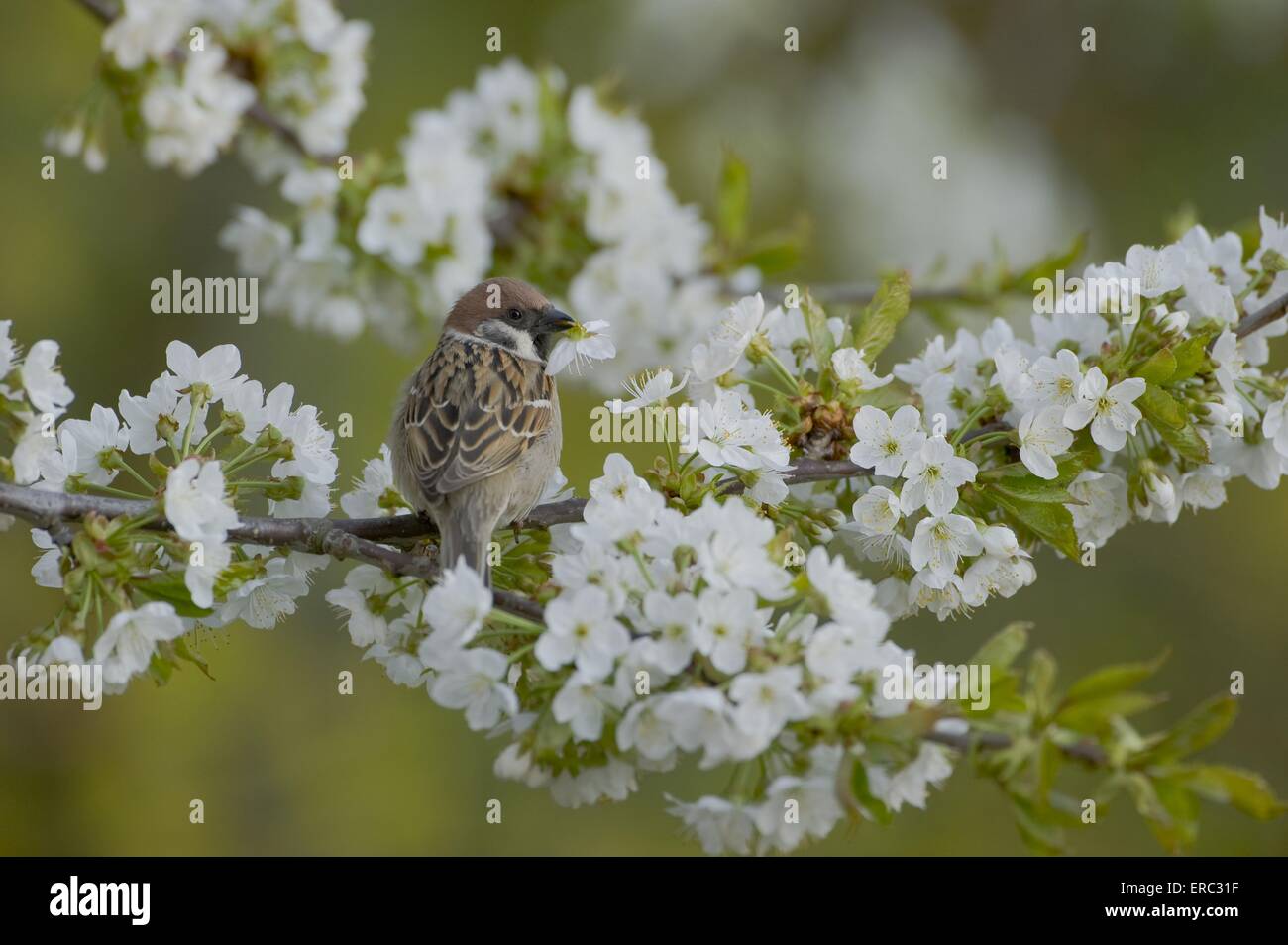 1 one tree sparrow hi-res stock photography and images - Alamy