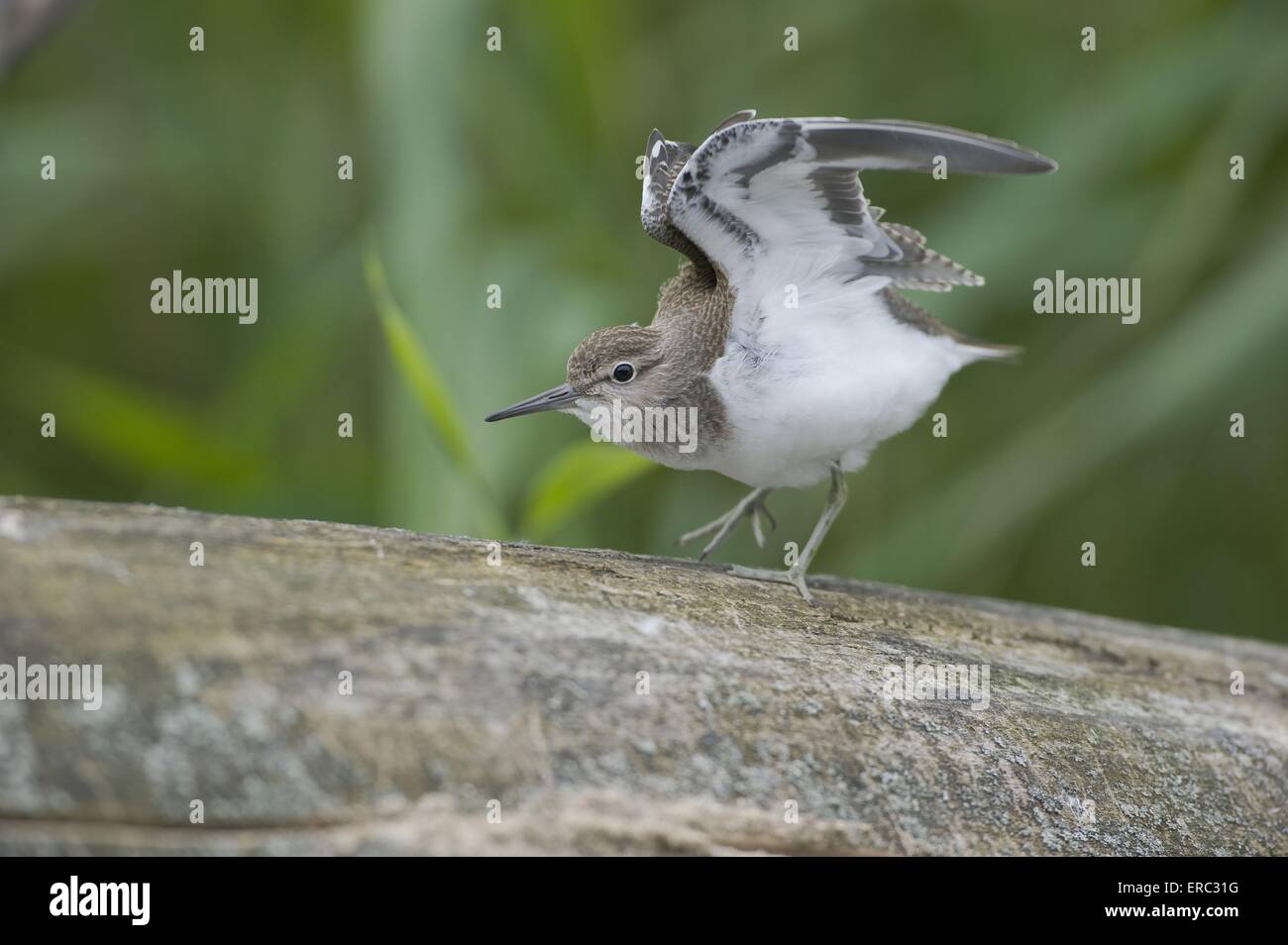 Solo sandpiper hi-res stock photography and images - Alamy