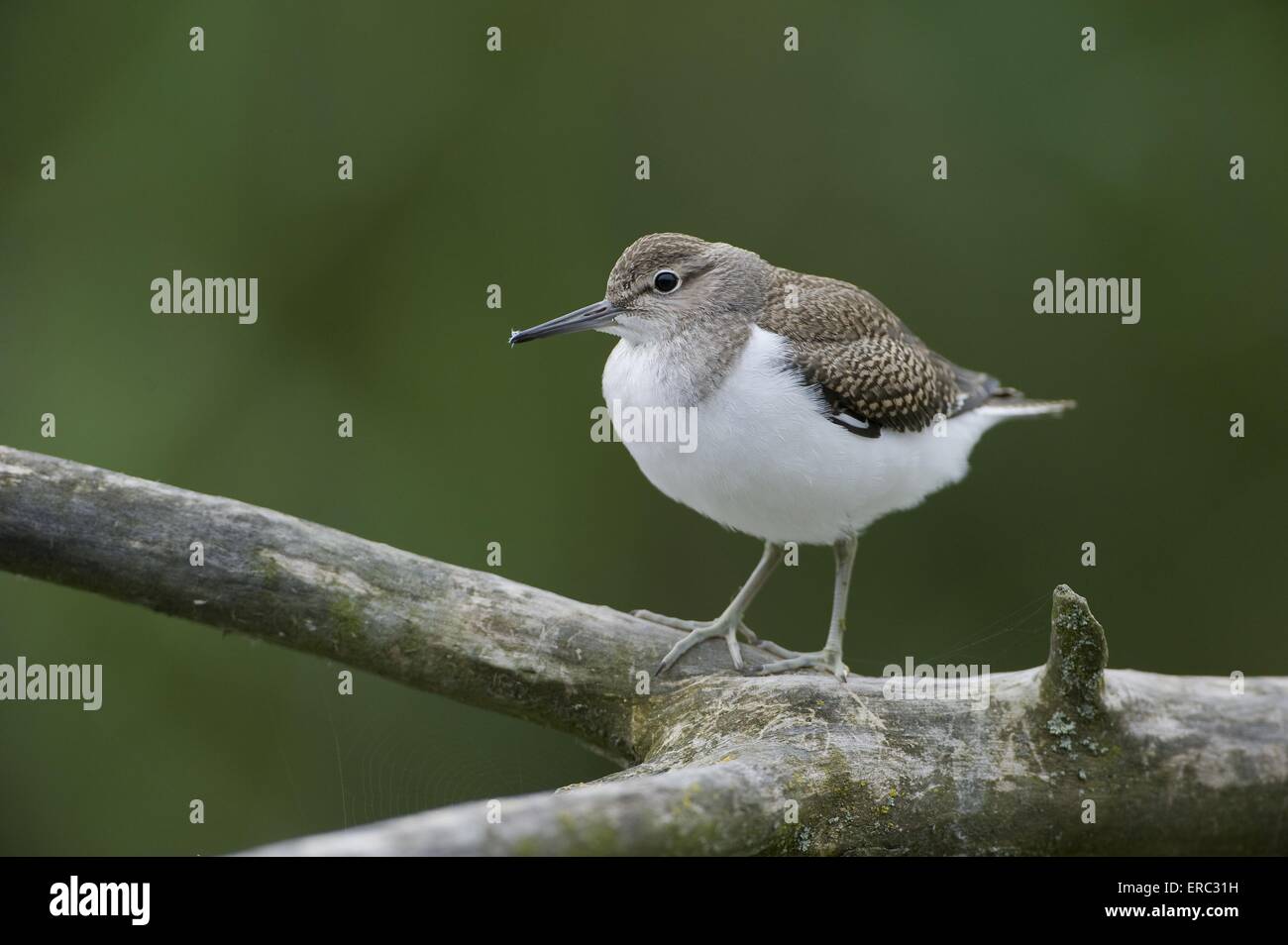 Common sandpiper hi-res stock photography and images - Alamy