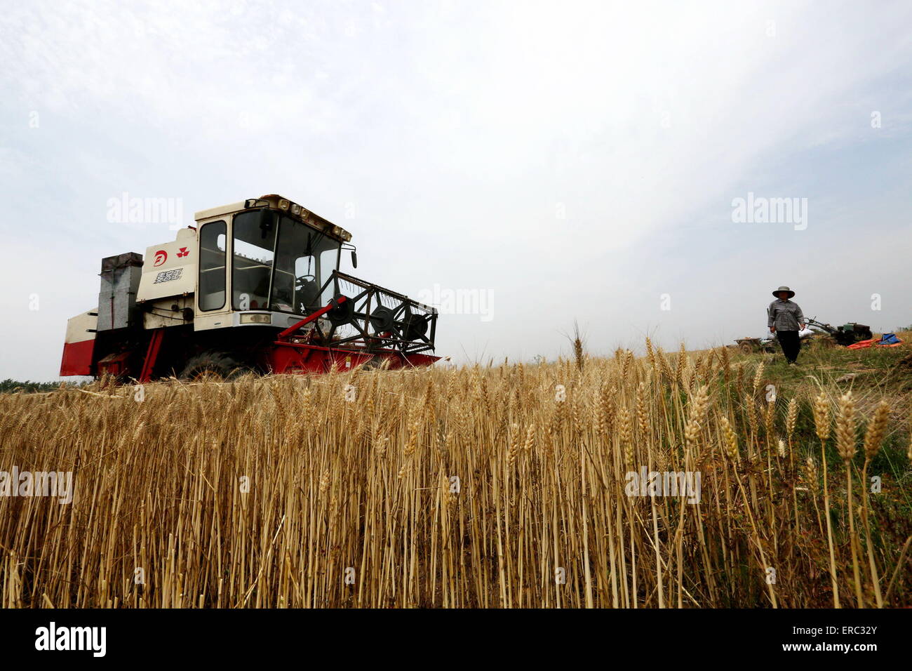 Linyi, China's Shandong Province. 1st June, 2015. A combine harvester ...