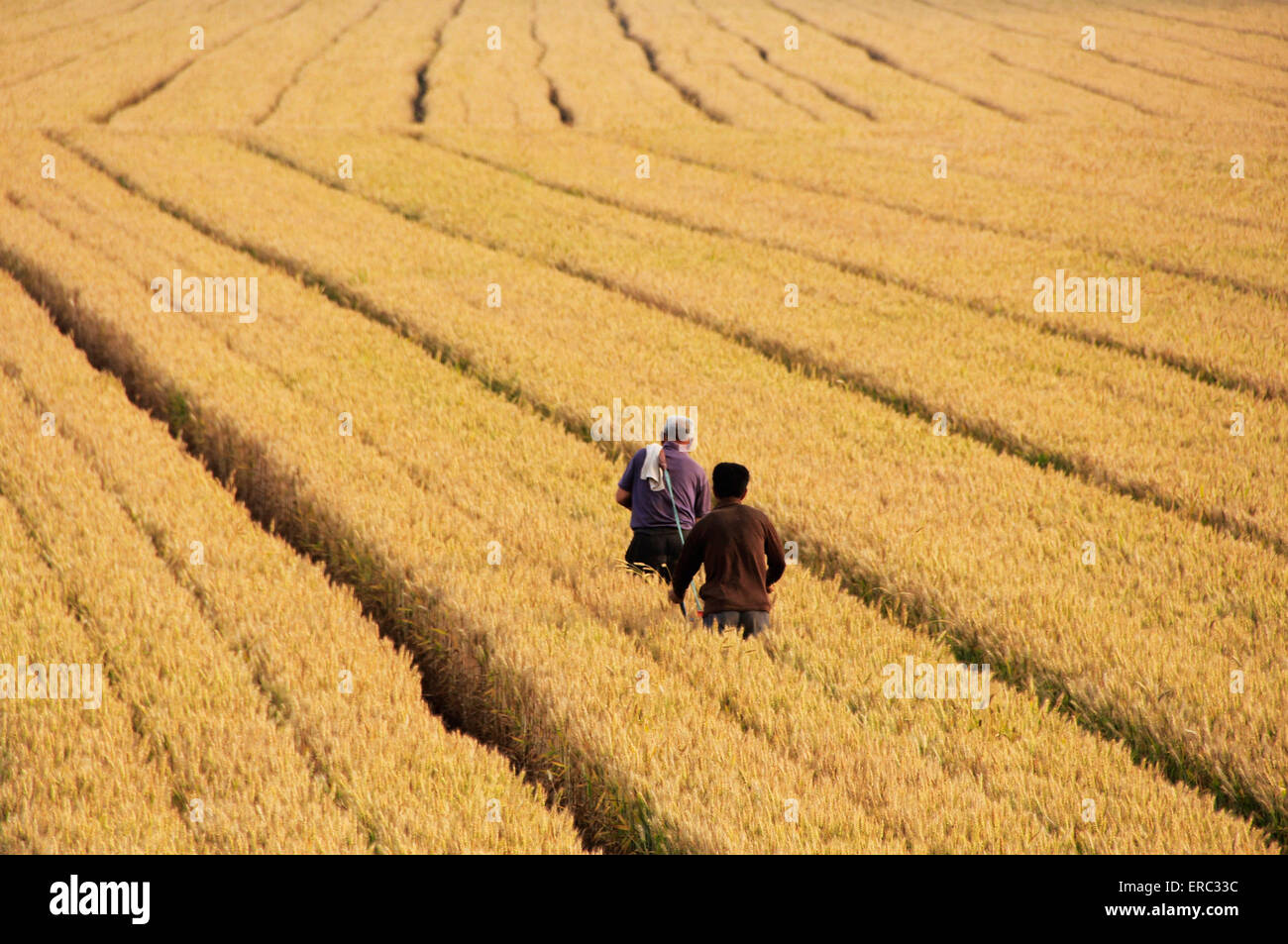 Intercrop hi-res stock photography and images - Alamy