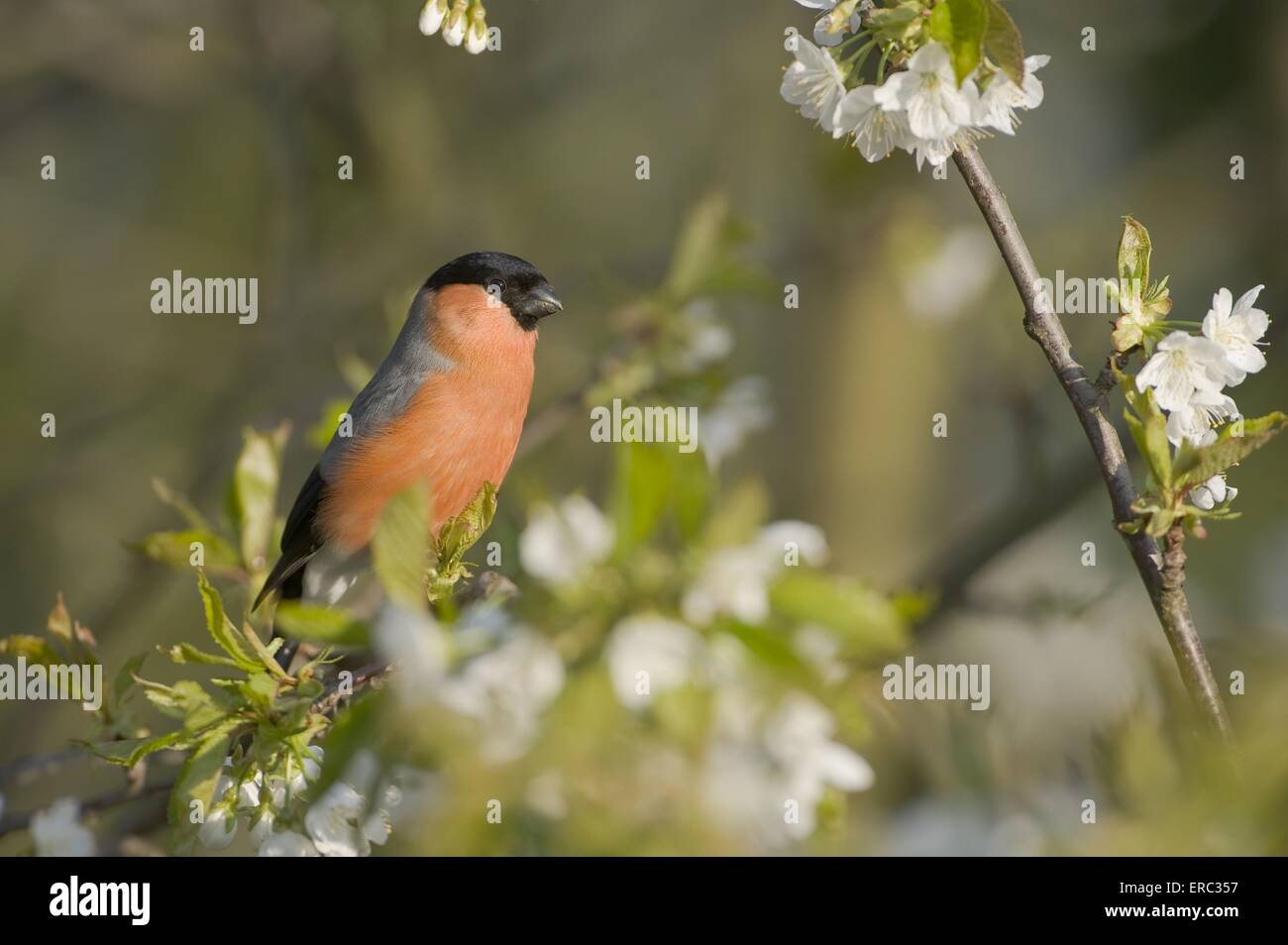 Bullfinch adults hi-res stock photography and images - Alamy