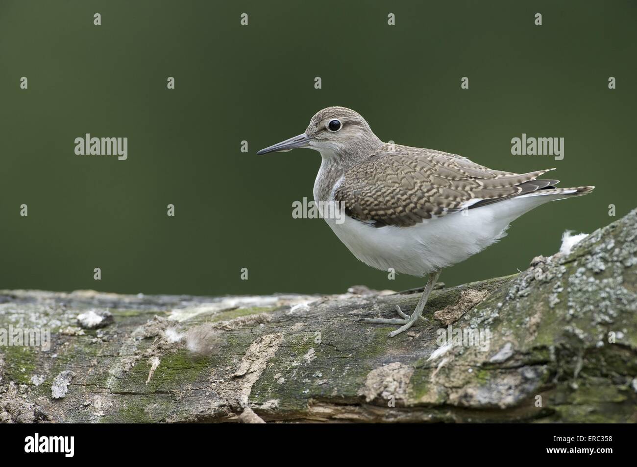 Common sandpiper profile hi-res stock photography and images - Alamy