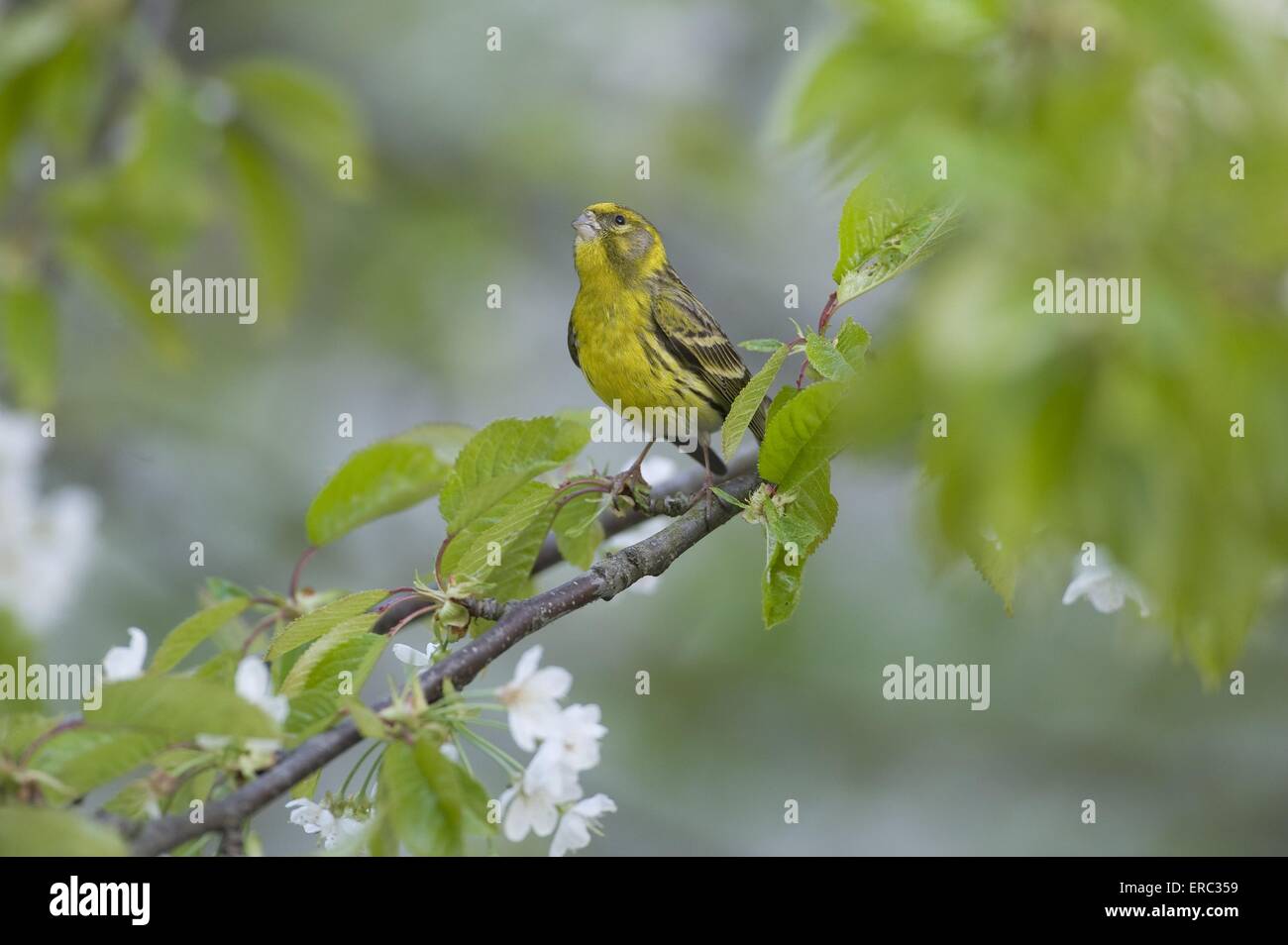 Serin finch hi-res stock photography and images - Alamy