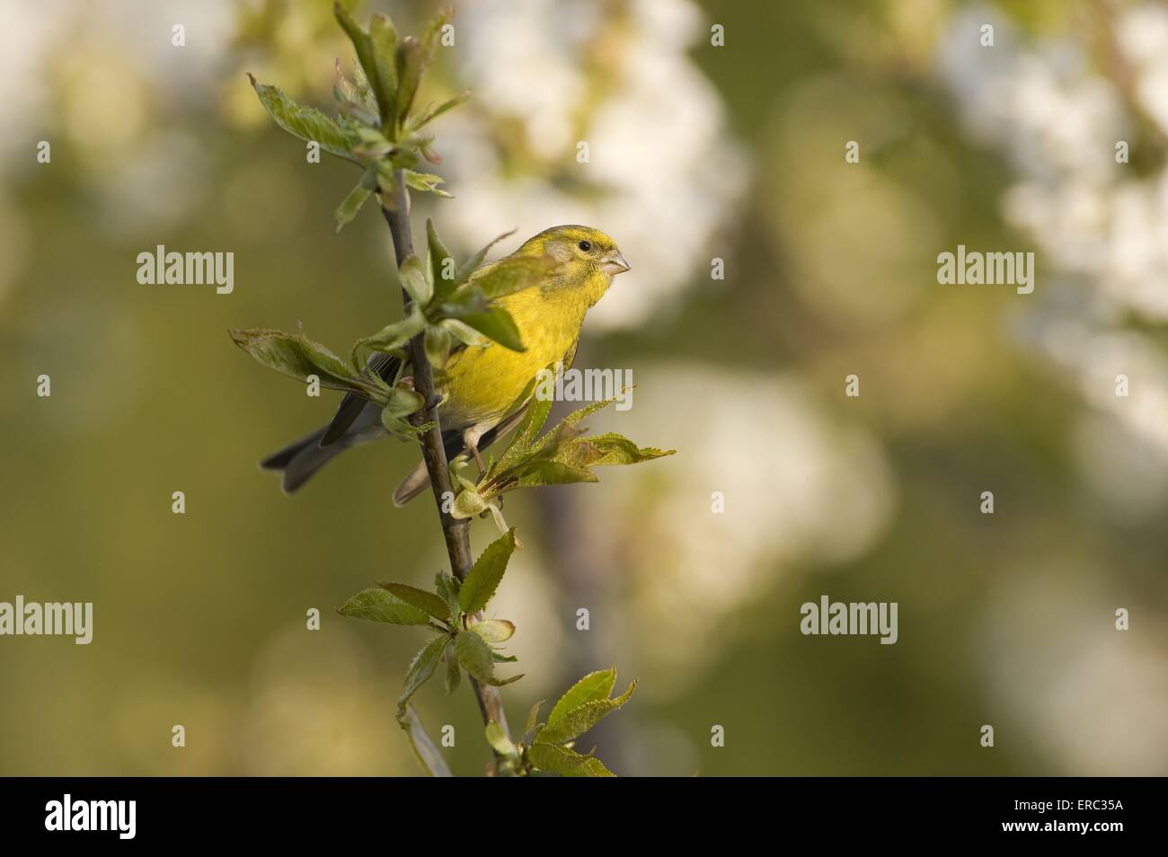 Serin hi-res stock photography and images - Alamy