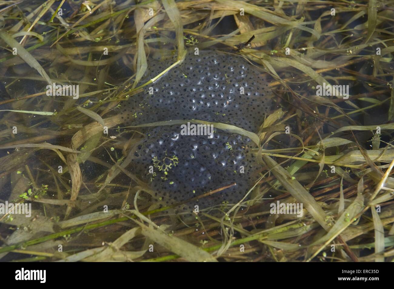 grass frog spawn Stock Photo - Alamy