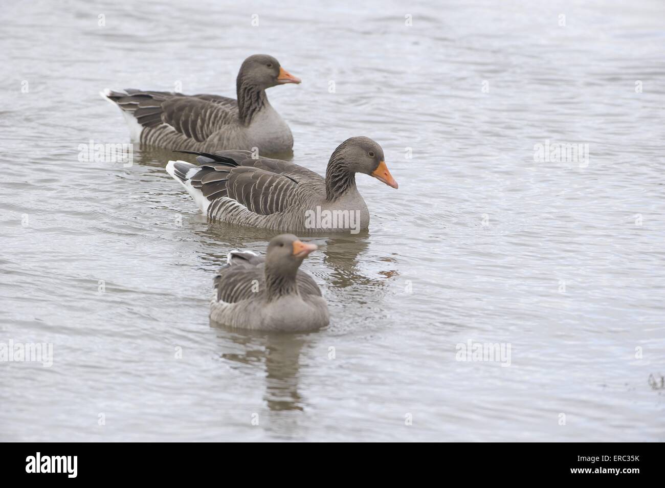 Three grey geese hi-res stock photography and images - Alamy