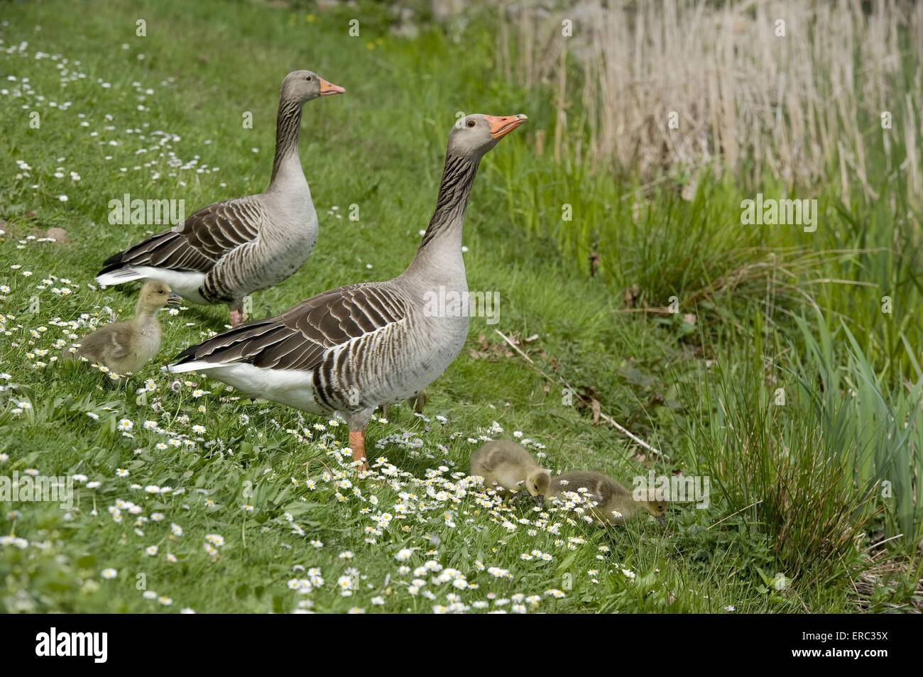 5 geese hi-res stock photography and images - Alamy