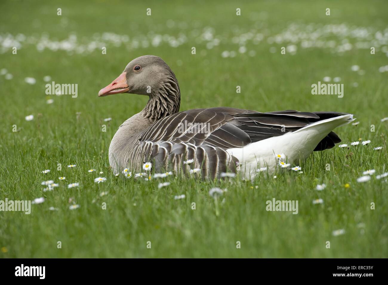 Laying goose hi-res stock photography and images - Alamy