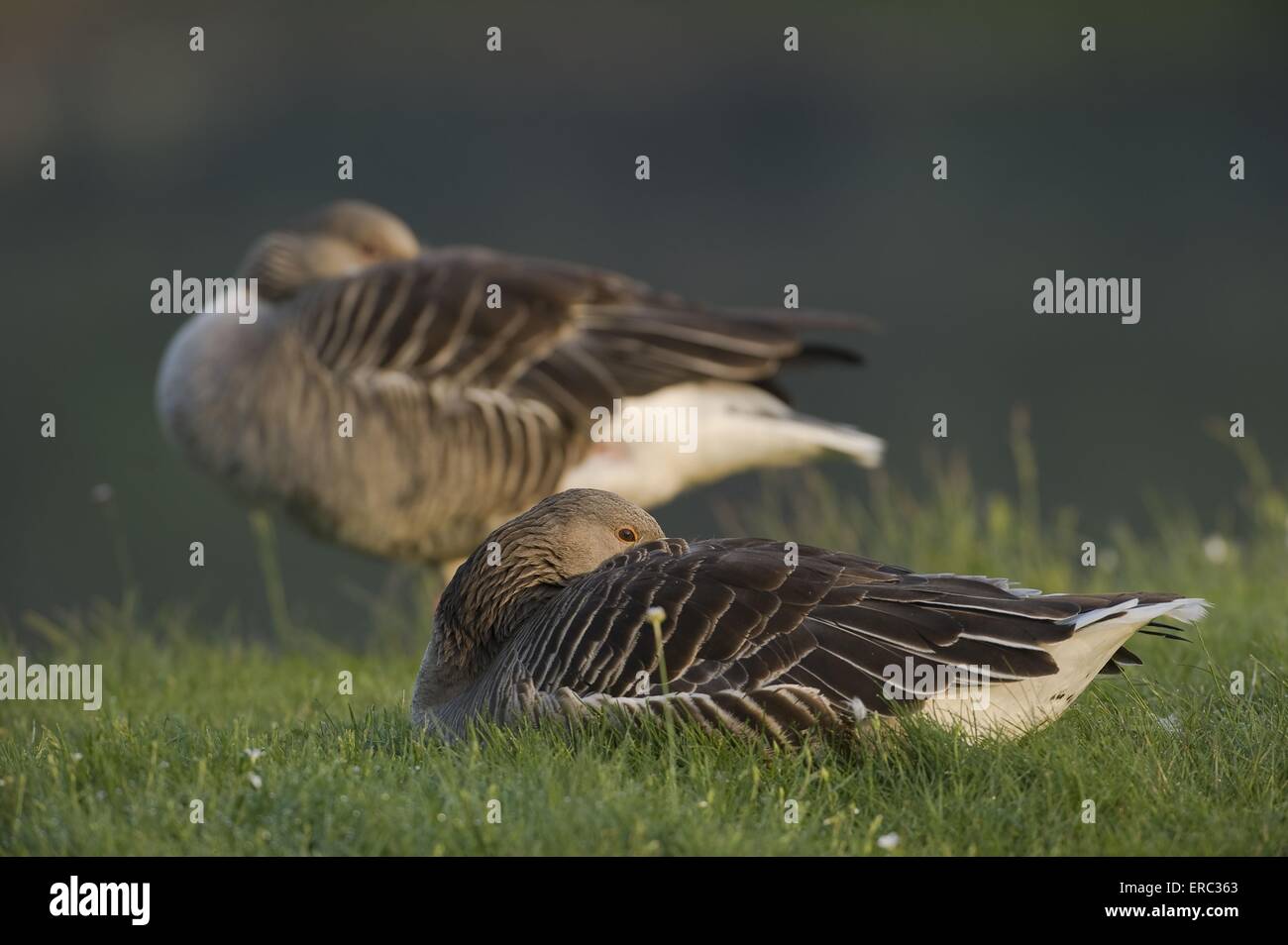 Sleeping geese hi-res stock photography and images - Alamy