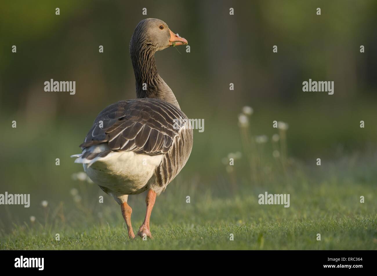Back view of a goose hi-res stock photography and images - Alamy