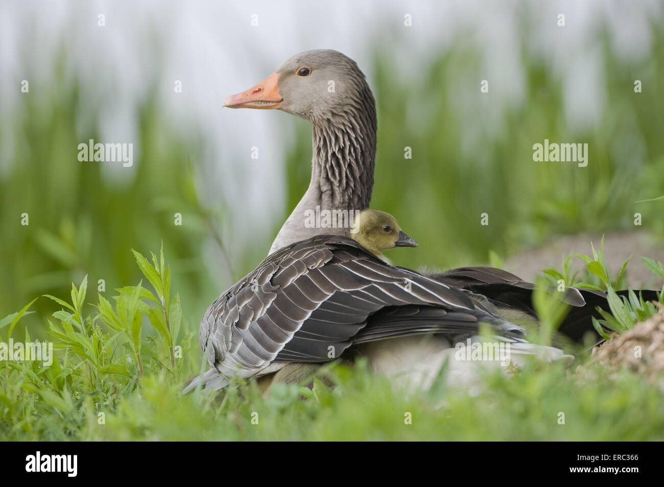 Back of geese hi-res stock photography and images - Alamy