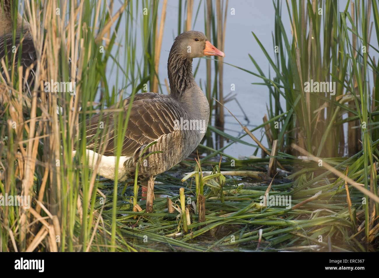 Goose plant hi-res stock photography and images - Alamy