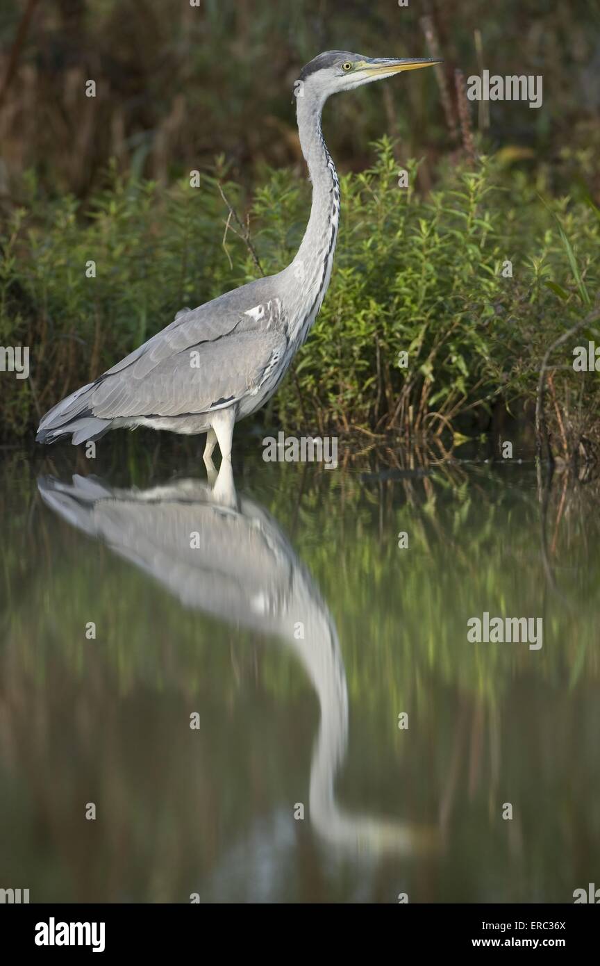 Heron mirror hi-res stock photography and images - Alamy