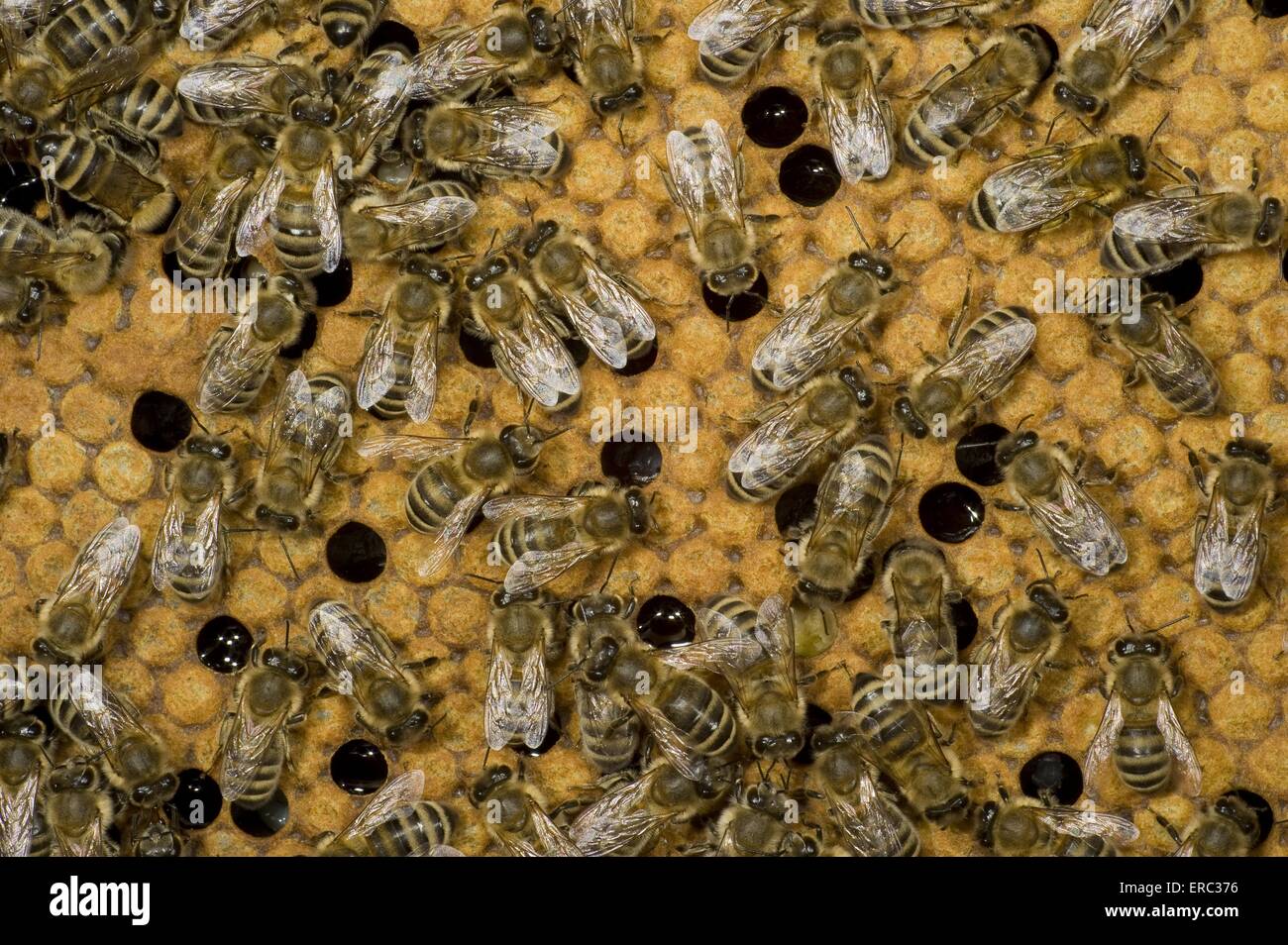 European honey bees hi-res stock photography and images - Alamy