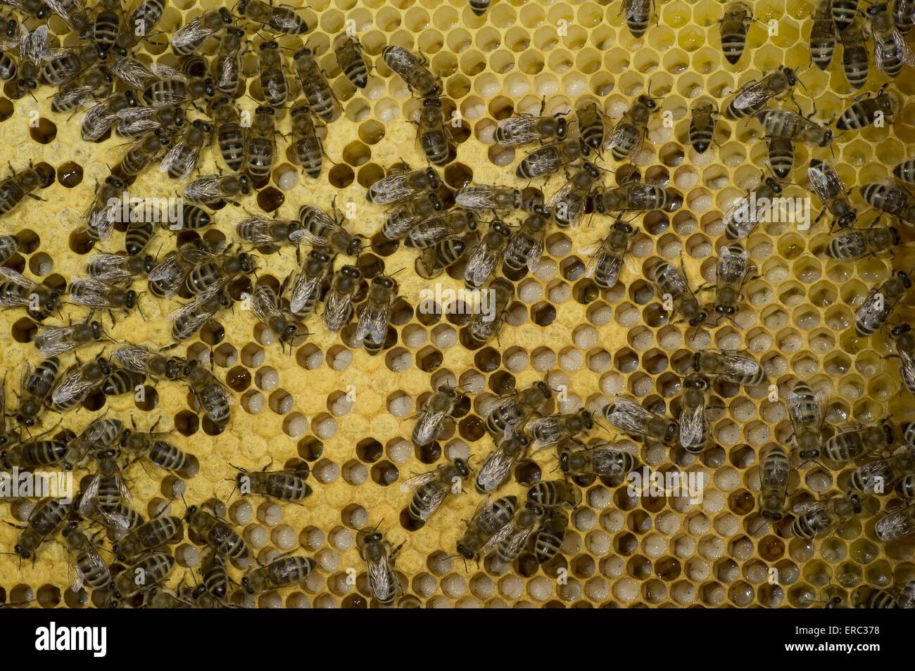 European honey bees hi-res stock photography and images - Alamy