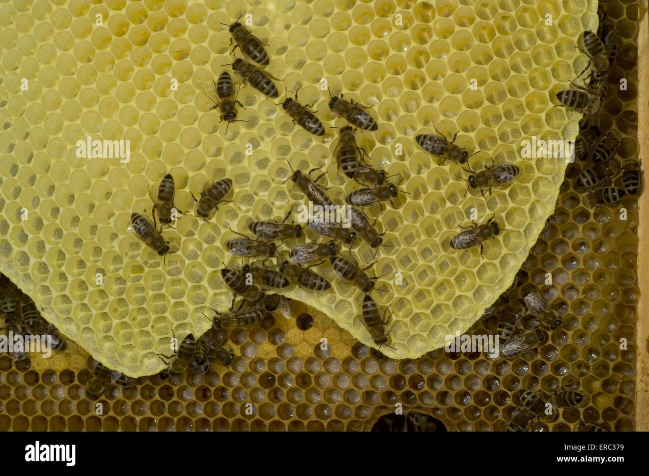European honey bees hi-res stock photography and images - Alamy