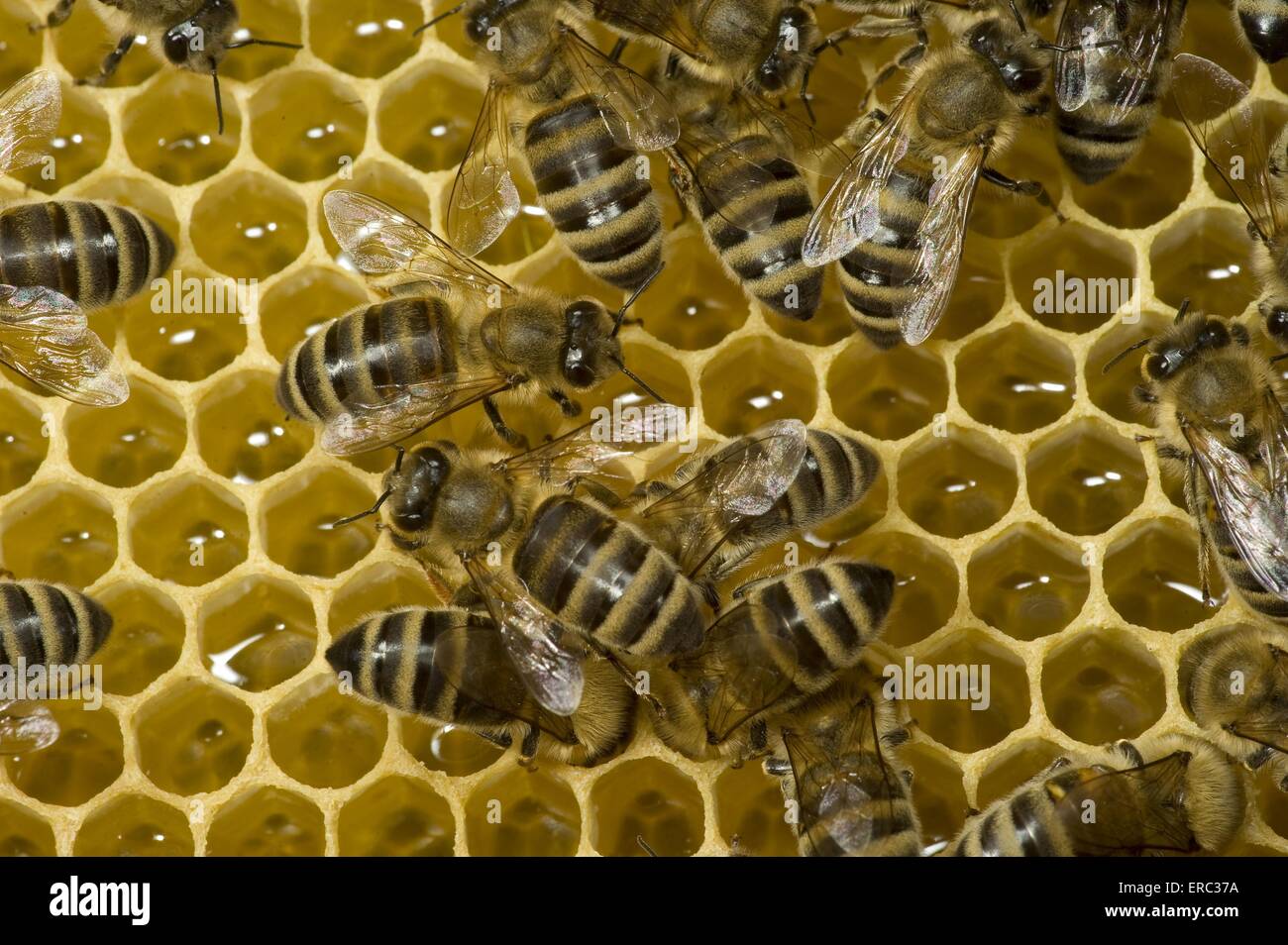 European honey bees hi-res stock photography and images - Alamy