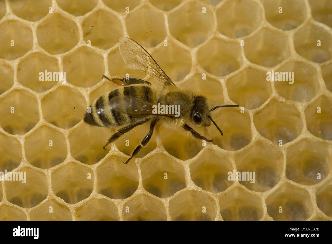 Honey bee side view hi-res stock photography and images - Alamy