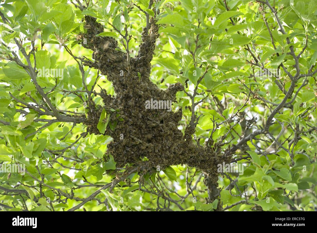Swarms of bees hi-res stock photography and images - Alamy