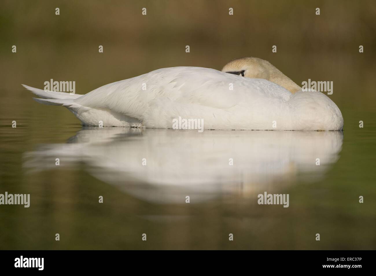 Resting swan swans sleeping hi-res stock photography and images - Alamy