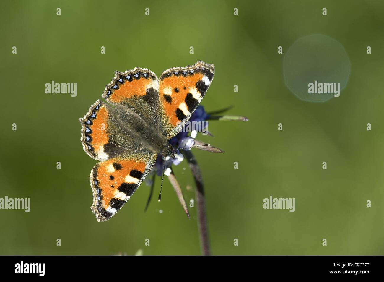 small tortoiseshell butterfly Stock Photo - Alamy
