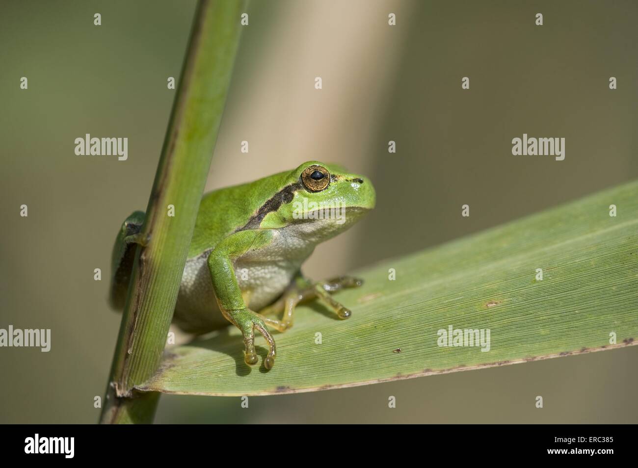 Greenback hi-res stock photography and images - Alamy