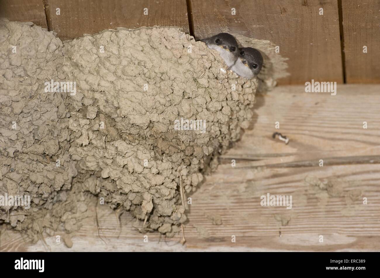 House martin chick nest hi-res stock photography and images - Alamy