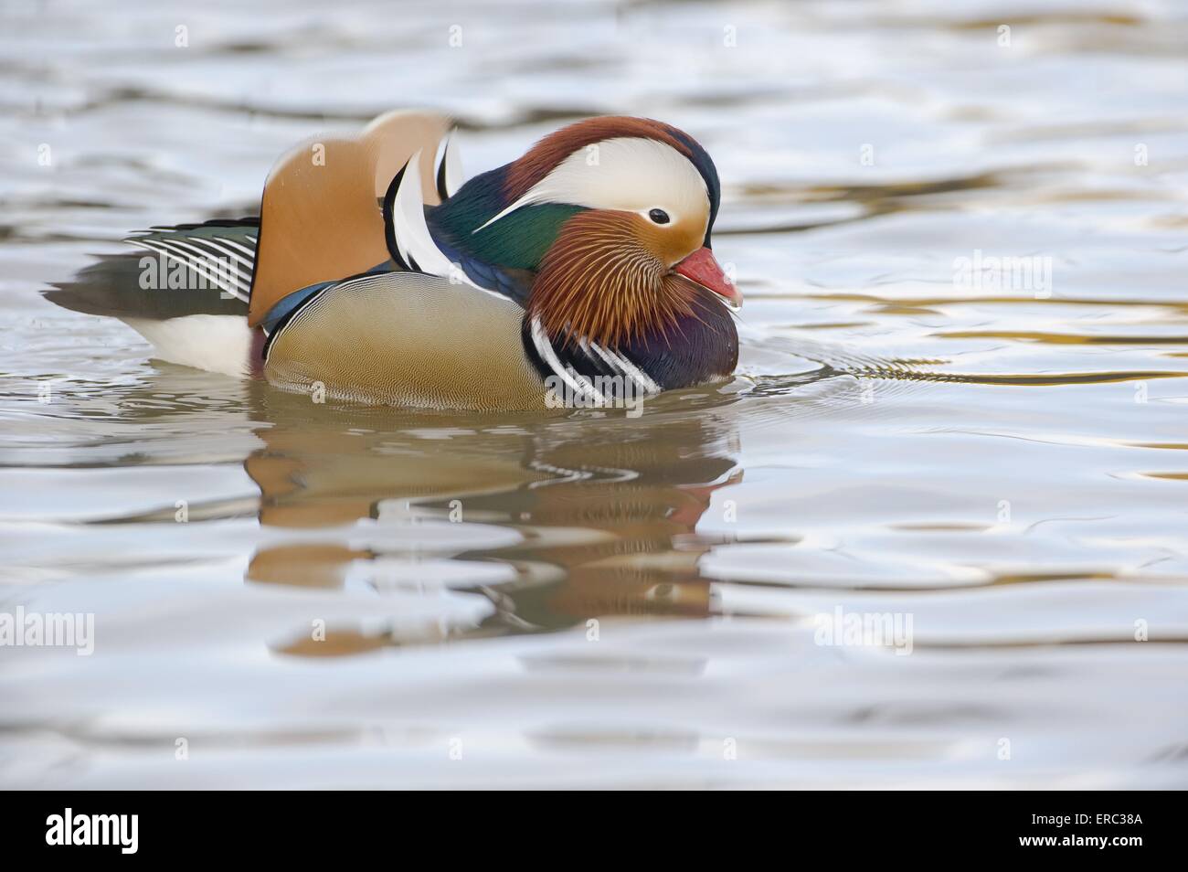 Mandarin duck drakes hi-res stock photography and images - Alamy