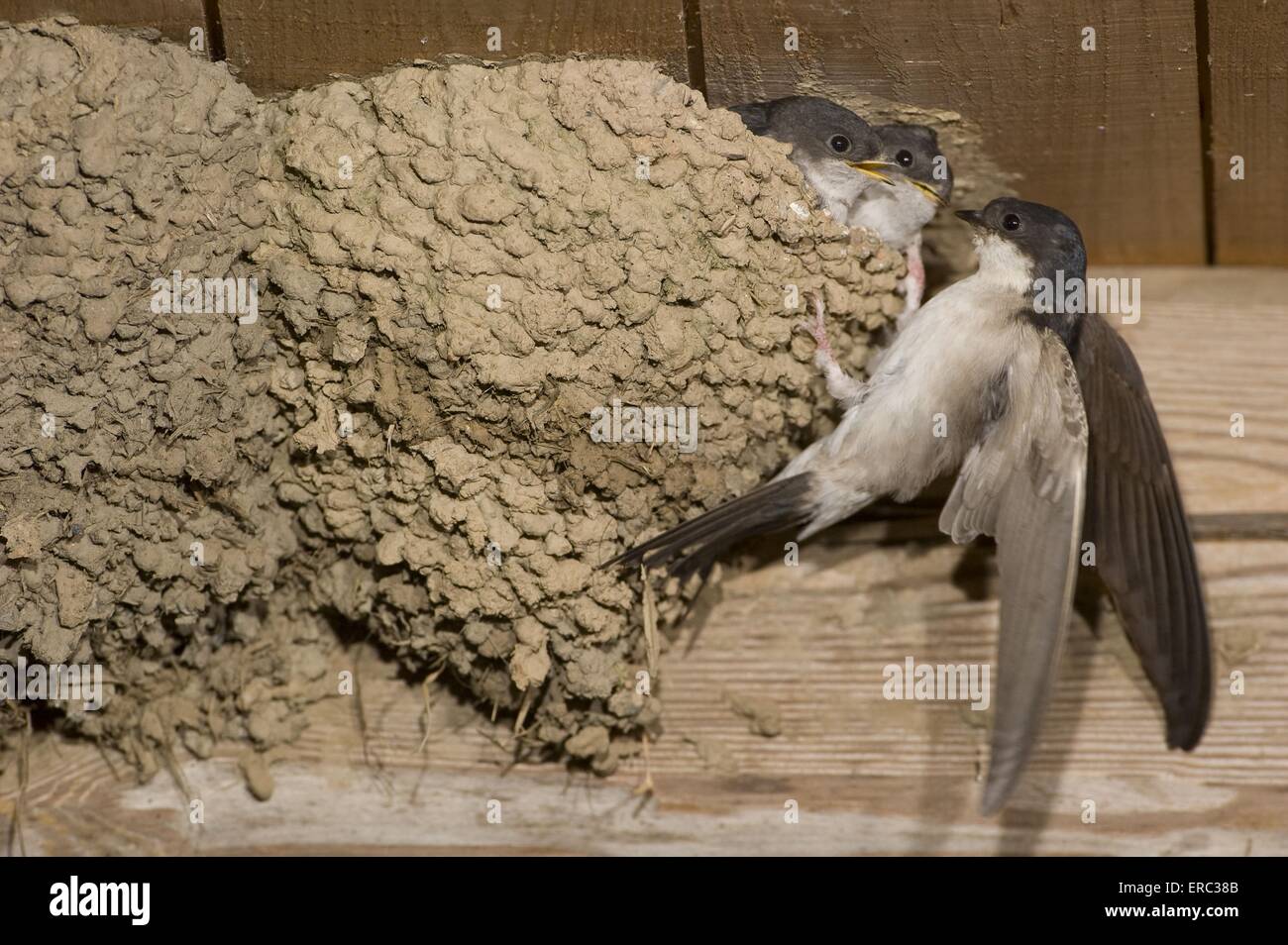 House martins hi-res stock photography and images - Alamy